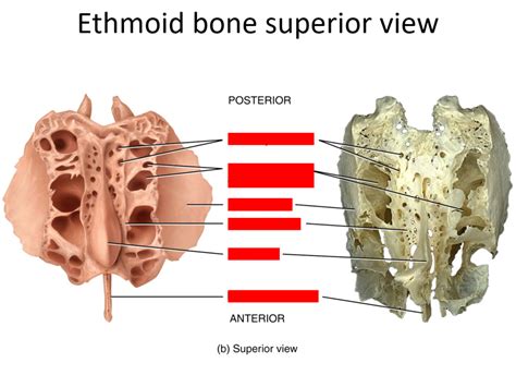 Ethmoid Bone Superior View Diagram Quizlet
