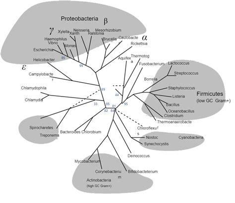 Rooted Bacteria Phylogenetic Tree EdrawMax Templates