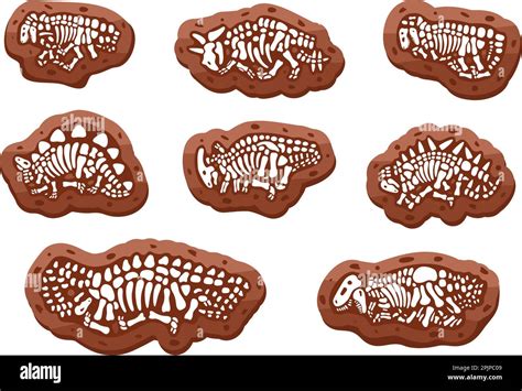 Dinosaur Fossils Skeletons Triceratops Tyrannosaurus Kentrosaurus
