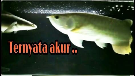 Gabungin Ikan Channa Dengan Arwana Golden Pino YouTube