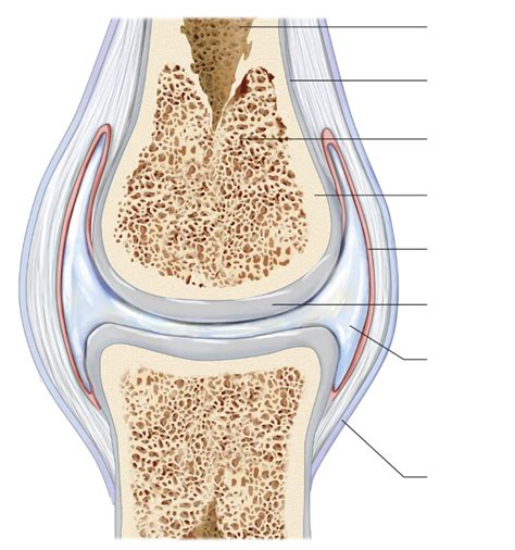 Joints Terms And General Anatomy Of A Synovial Joint Diagram Quizlet