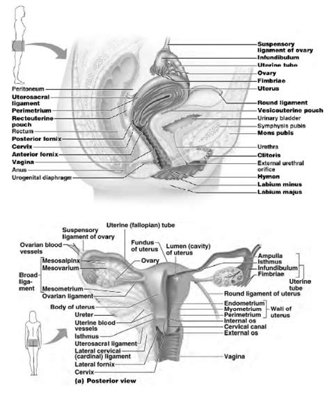 Anatomia Dell Apparato Genitale Femminile Illustrazione Di Hot The