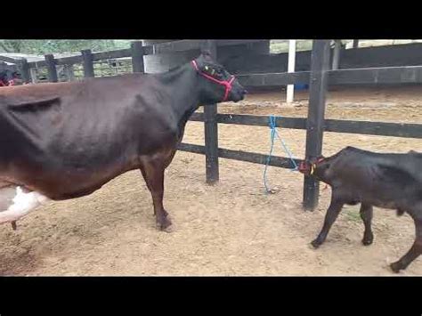 OFERTA DE DUAS VACAS 3 4 PARDO SUÍÇO LOC CARUARU PE PREÇO 21 500 AS