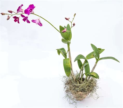 Topo 116 imagem como plantar orquídea phalaenopsis no vaso br