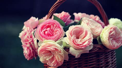 Cute Pink Flower Wallpapers Top Những Hình Ảnh Đẹp