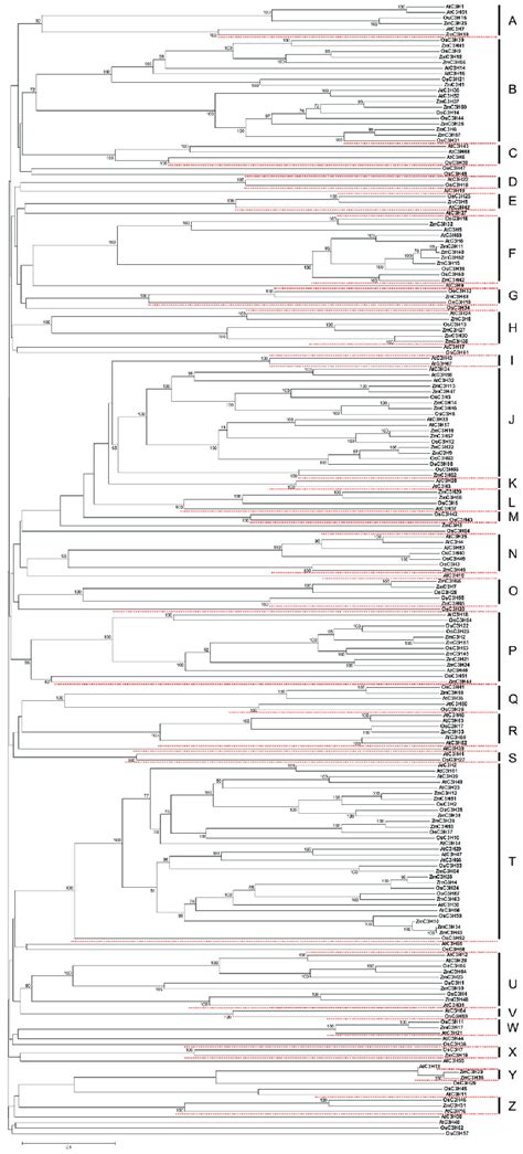 Phylogenetic Relationships Of Maize Rice And Arabidopsis CCCH