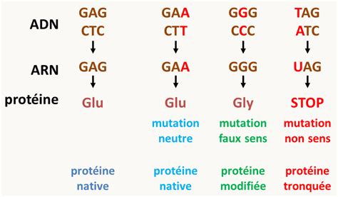 Chapitre 1 La Variation GitBook
