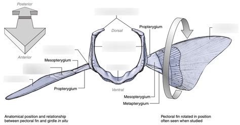 Practical Anatomy Shark Pectoral Girdle Diagram Quizlet
