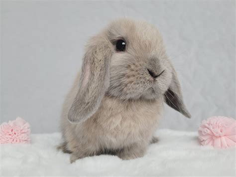 Mini lop królik króliczek baranek miniaturka hodowla szczepienie Łódź