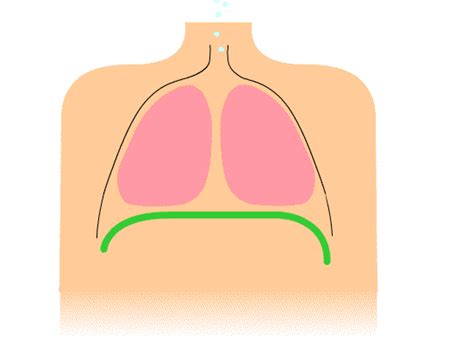 The Importance Of Diaphragmatic Breathing Quay Health