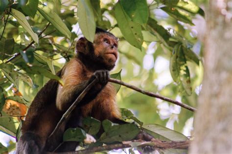 Bioparque da Amazônia um refúgio da flora e fauna em Macapá