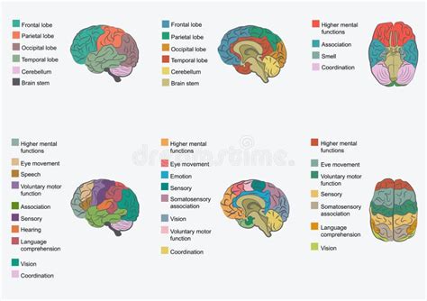 De Anatomie Van Het Menselijke Hersenen Zijaanzicht Vector Illustratie