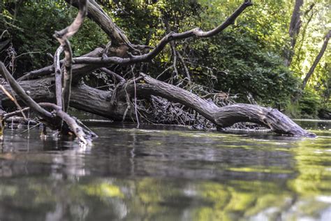 Fotos gratis árbol agua naturaleza bosque al aire libre pantano
