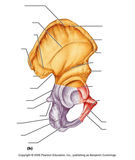 Coxal Medial View Hip Bone Diagram Quizlet