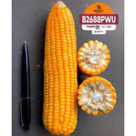 Semente De Milho Hibrido B2688 PWU Brevant Sementes Olim Agro