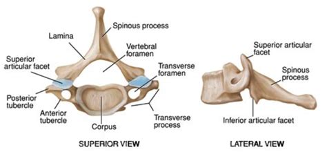 C7 Spine Anatomy Bony Landmark How To Relief