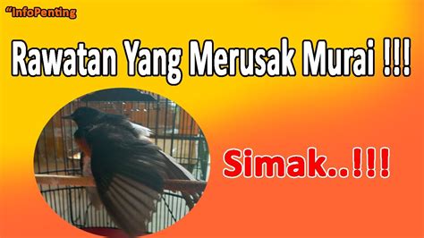 Pola Rawatan Seperti Ini Merusak Murai Batu YouTube