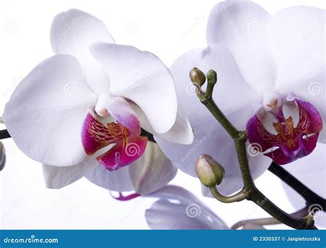 Top Las Orquideas Mas Hermosas Del Mundo Abzlocal Mx