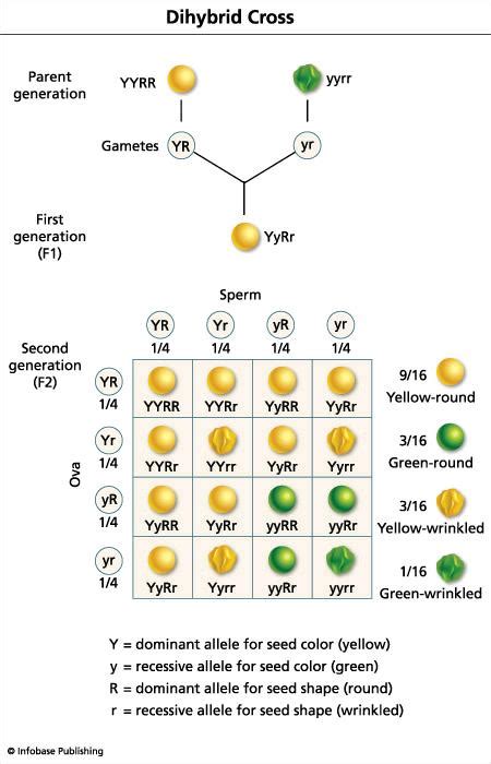 Two Pea Plants One With Yellow Round Seeds YYRR And Another With