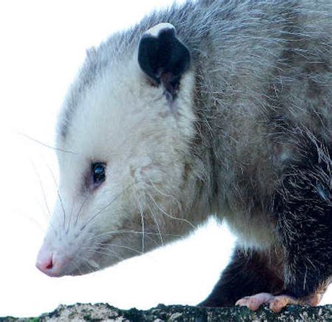 Possum Teeth