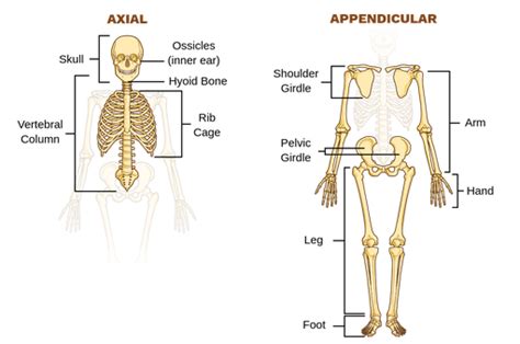 Structure Of The Skeletal System Labster