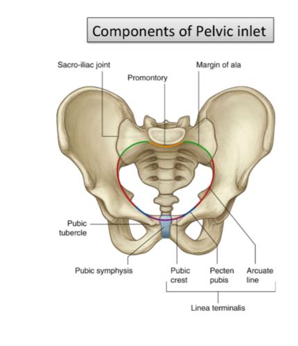 Lec Anatomy Flashcards Quizlet