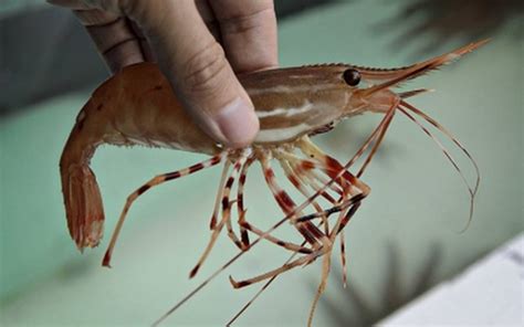 Aplican nanopartículas de plata contra virus mortal para los camarones