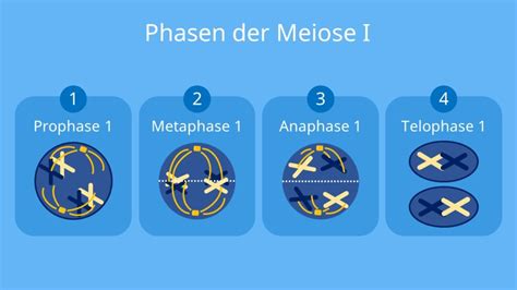 Meiose einfach erklärt Ablauf Phasen mit Video