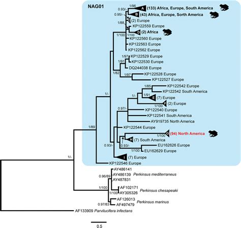 phylogenetic tree of the nag01 group of perkinsea based on dna download scientific diagram