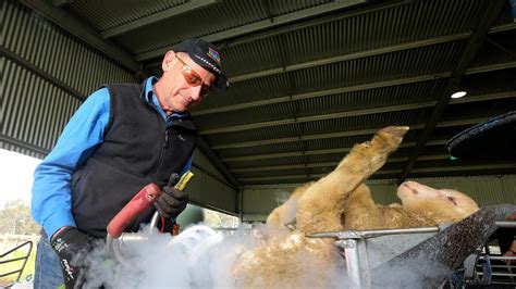 Breech Breakthrough Mulesing Frozen Out The Weekly Times