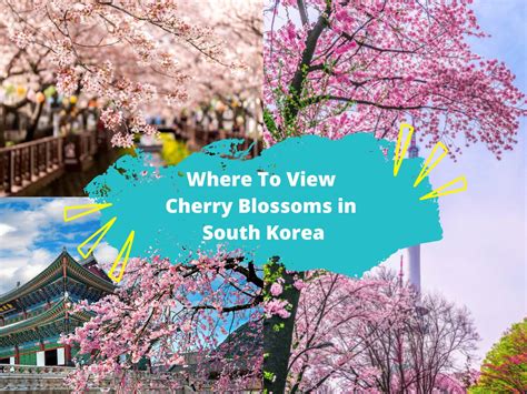 Cherry Blossoms In South Korea 2023 Forecast And Where To Go KKday Blog