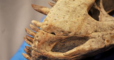 Odkryto nowy gatunek dinozaura Miał wielki nos i długie rogi Wiadomości
