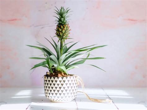 Comment faire pousser un ananas à partir du fruit Conseils malins