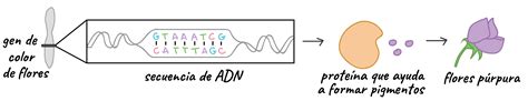 DOGMA CENTRAL DE LA BIOLOGIA CÓMO SE DUPLICA EL ADN