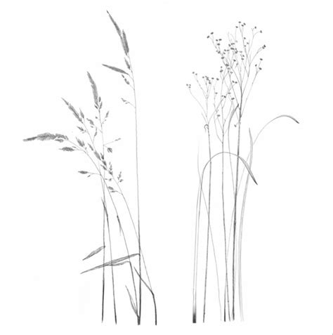 Two Black And White Drawings Of Tall Grass On A White Background One