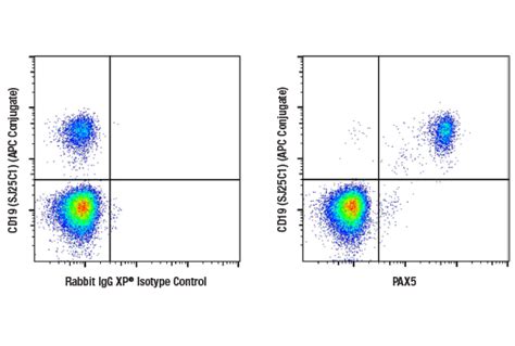 PAX5 D7H5X XP Rabbit MAb BSA And Azide Free Cell Signaling