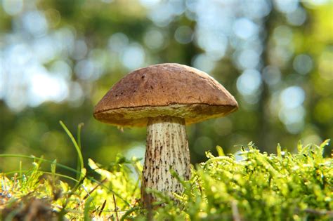 Blog Przyrodniczy Popularne Grzyby Jadalne W Polskich Lasach
