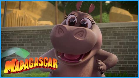 Gloria Is A Brave Hippo Dreamworks Madagascar Youtube