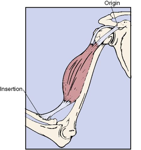 Musculoskeletal Powerpoint Notes Flashcards Quizlet