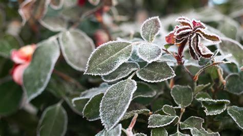 Protegé a tus plantas del invierno cómo evitar que se quemen y