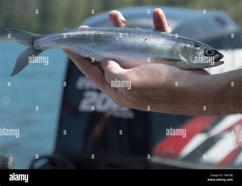 Land Locked Salmon Hi Res Stock Photography And Images Alamy