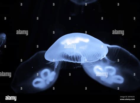 Many Blue Jellyfish Float Under Water Macro Shooting Stock Photo Alamy