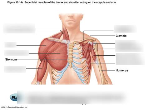 Human Muscles Of Chest And Shoulders Understood Diagram Quizlet