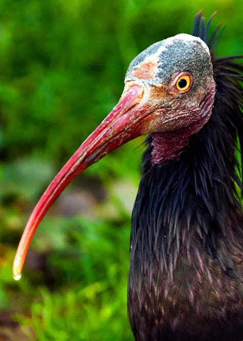 Pájaros feos Las 11 Aves más feas del Planeta Fotos Vídeos