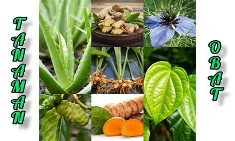 Mengenal Tanaman Obat Lengkap Dengan Manfaatnya Parboaboa