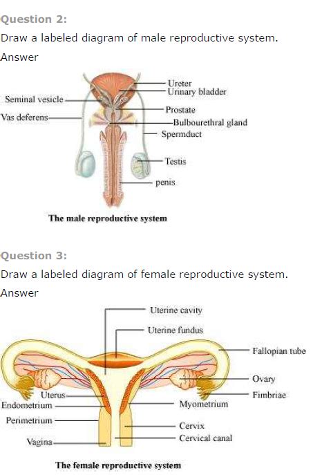 DIAGRAM Male Reproductive System Blank Diagram And Answers
