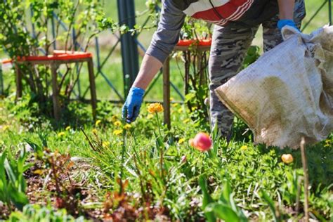 Gemüsegarten düngen Wann womit und wie macht man s richtig
