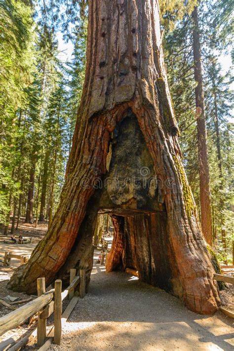 Giant Sequoia Tree In Mariposa Grove California USA Stock Image