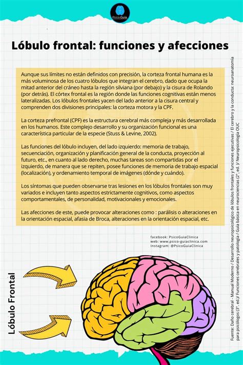 L Bulo Frontal Funciones Y Afecciones Temas De Psicologia