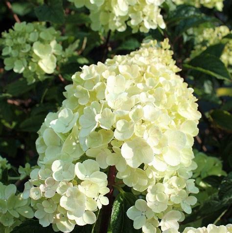 Саженец метельчатой гортензии Ванилла Фрайз Hydrangea paniculata